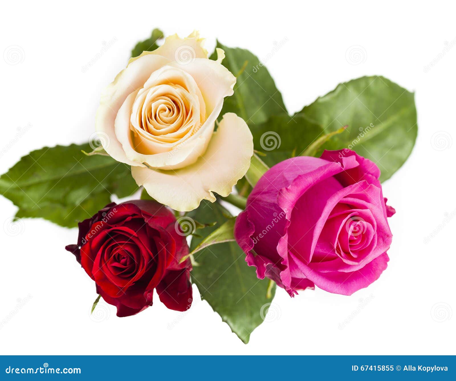 Red, Yellow and Pink Roses. Stock Image - Image of elegance, nature ...