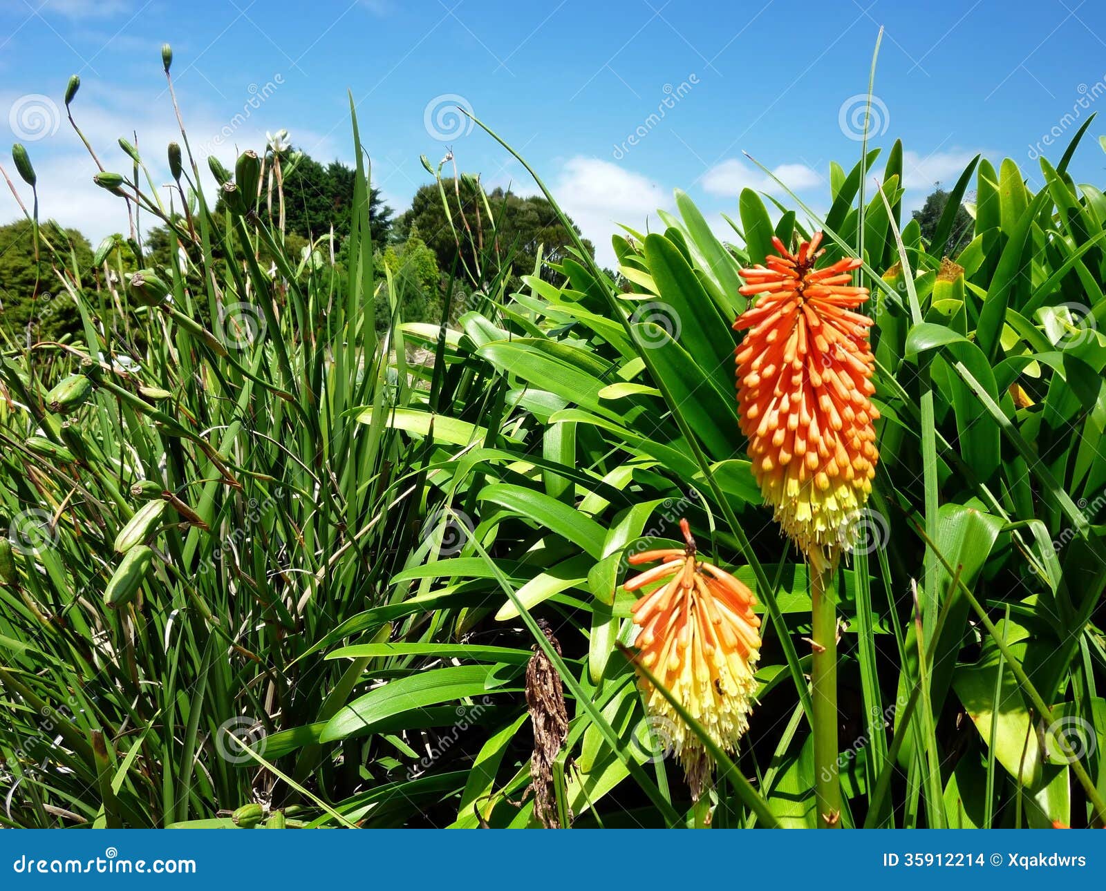 Red-yellow Plant in Front of Bushes Stock Photo - Image of bushes ...