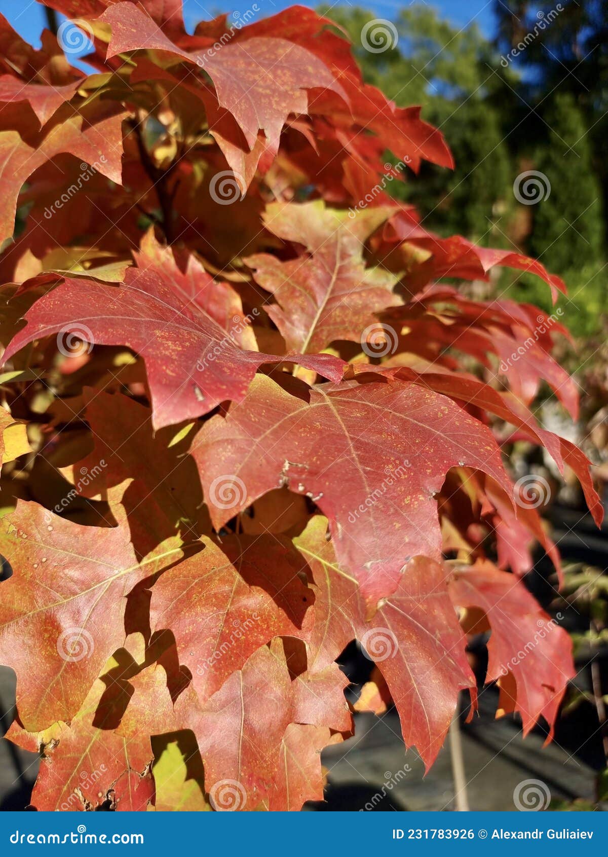 Red and Yellow Plant Leaves Stock Photo - Image of tree, petal: 231783926