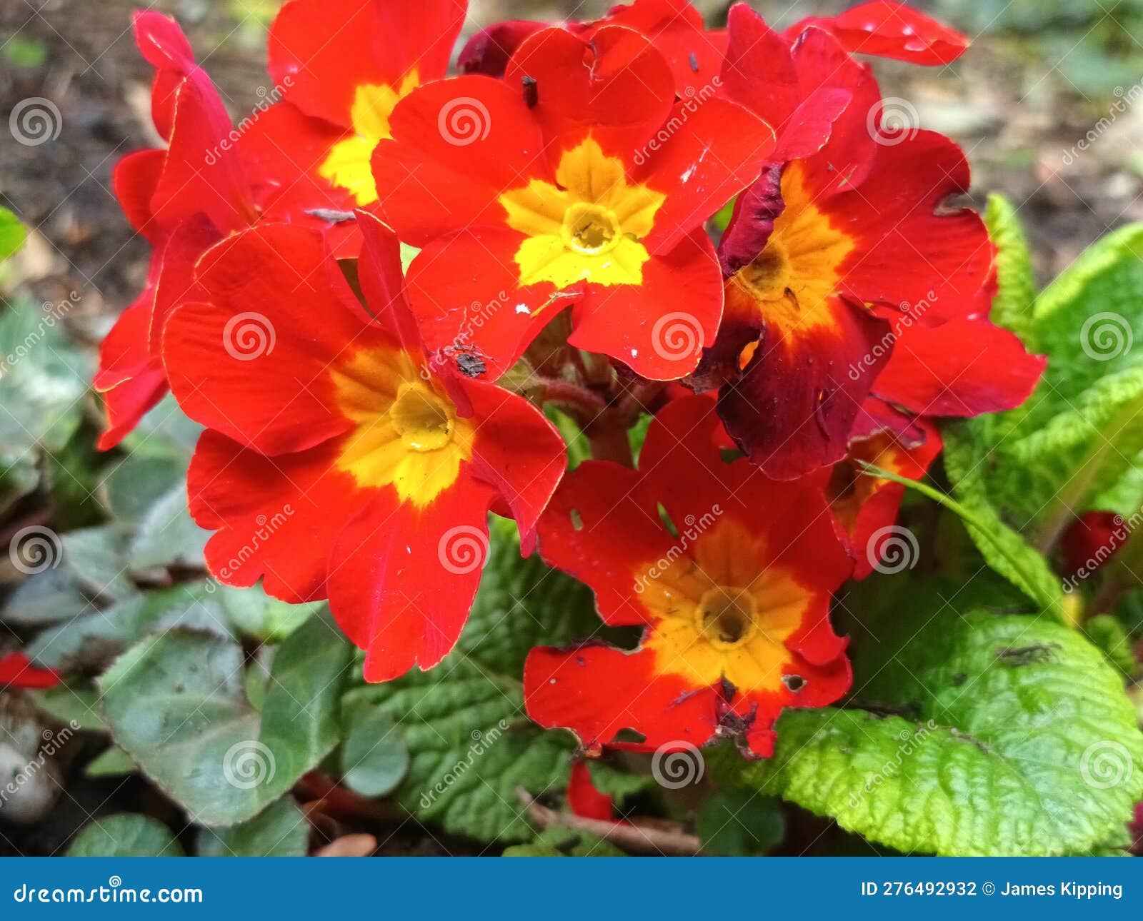 Red and Yellow Primrose Flowers Stock Photo - Image of petal, tulip ...