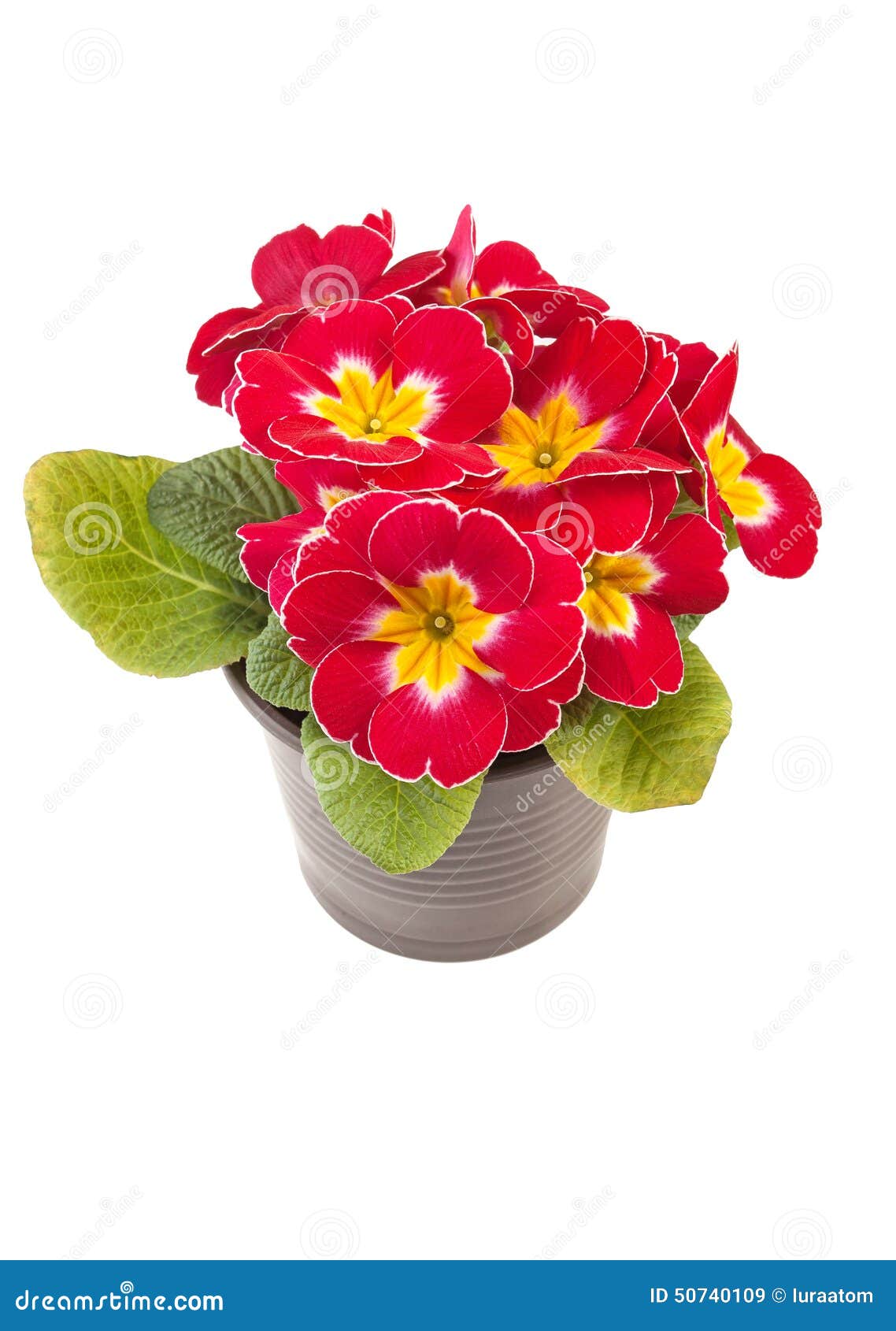 359 Red Yellow Primrose Potted Plant Photos - Free & Royalty-Free Stock ...