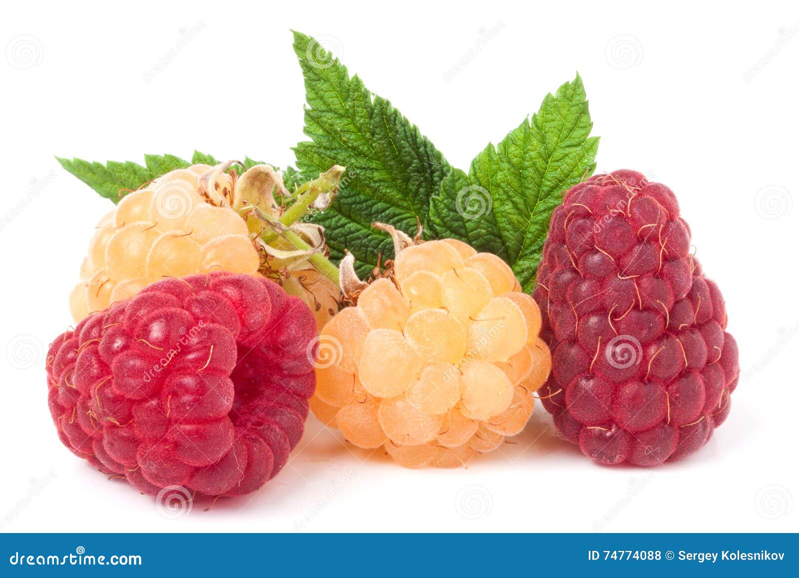Red and Yellow Raspberries with Leaves on a White Background Stock ...