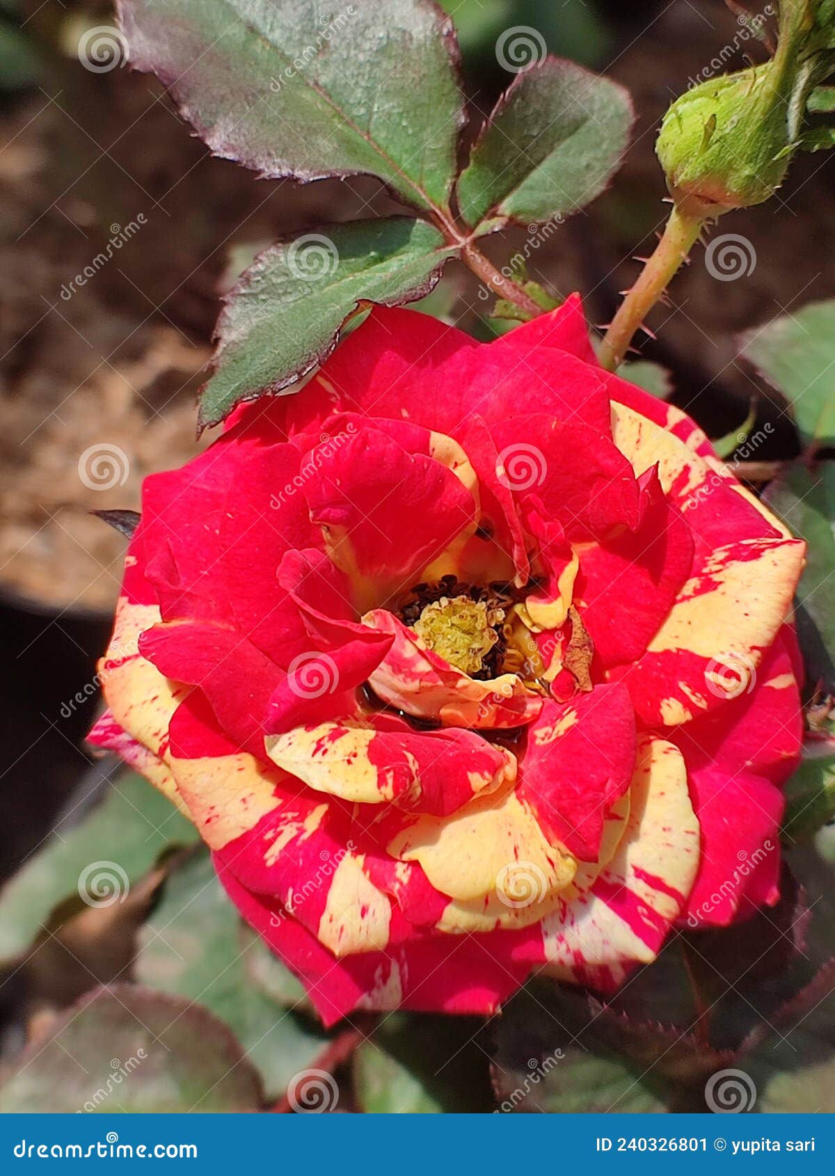 Red yellow rose stock image. Image of rose, produce - 240326801
