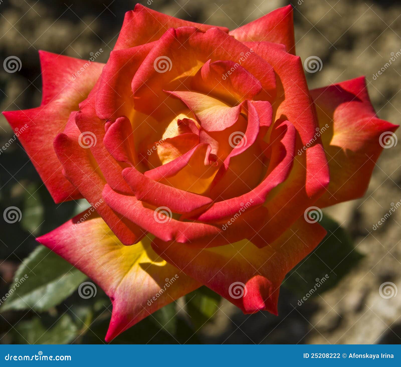 Red-yellow rose stock photo. Image of flower, gardening - 25208222