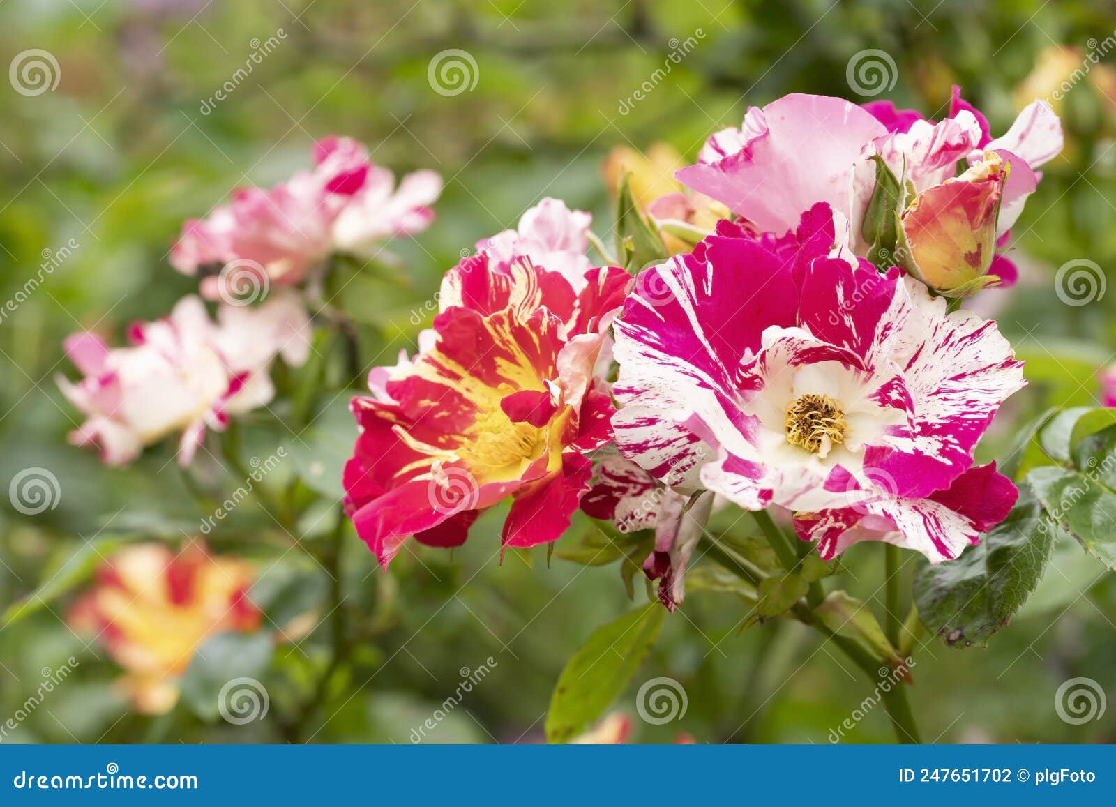 Red and Yellow Rose Bush Blooms in the Garden Stock Photo - Image of ...