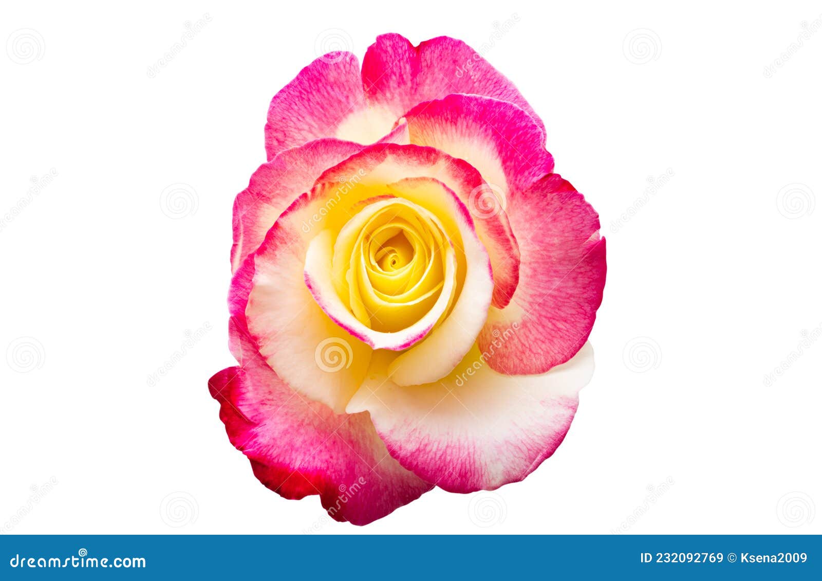 Red-yellow rose isolated stock image. Image of rose - 232092769