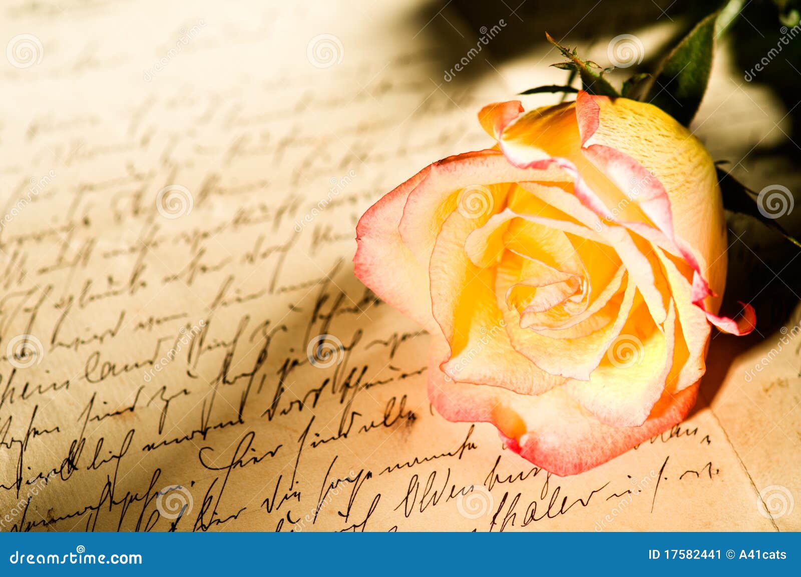 Red Yellow Rose Over a Hand Written Letter Stock Image - Image of ...