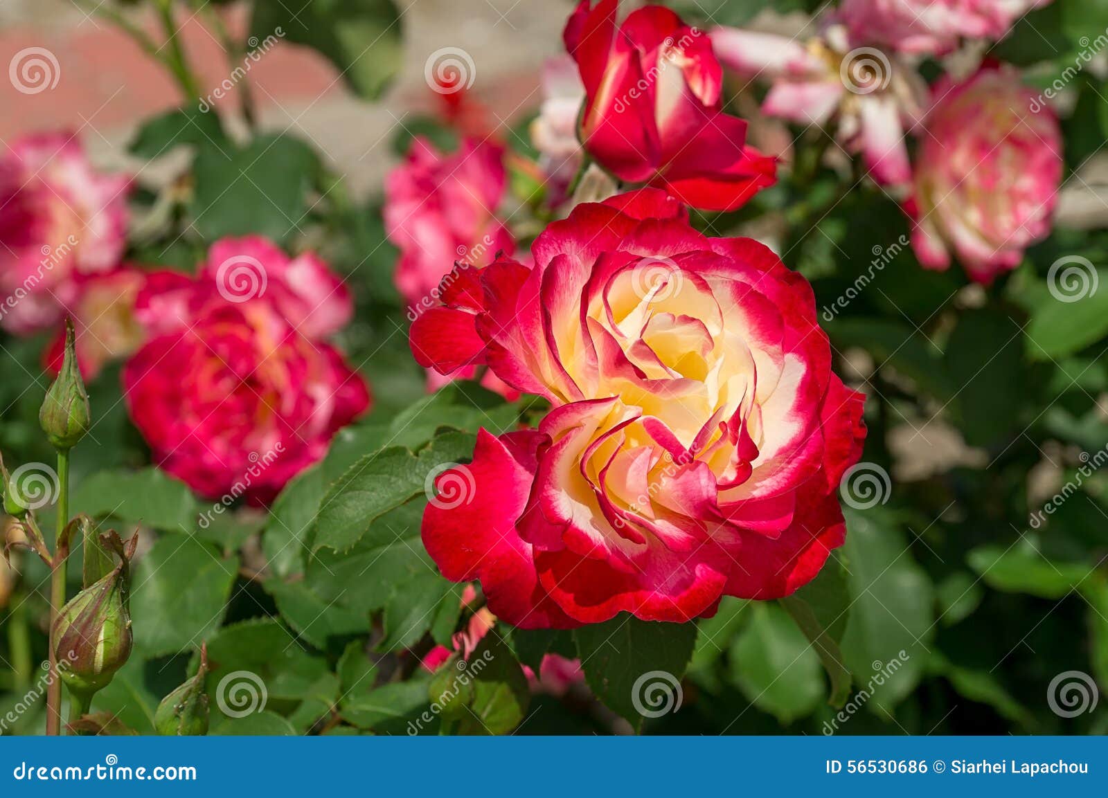 Red and Yellow Rose Selective Focus Stock Photo - Image of outdoors ...