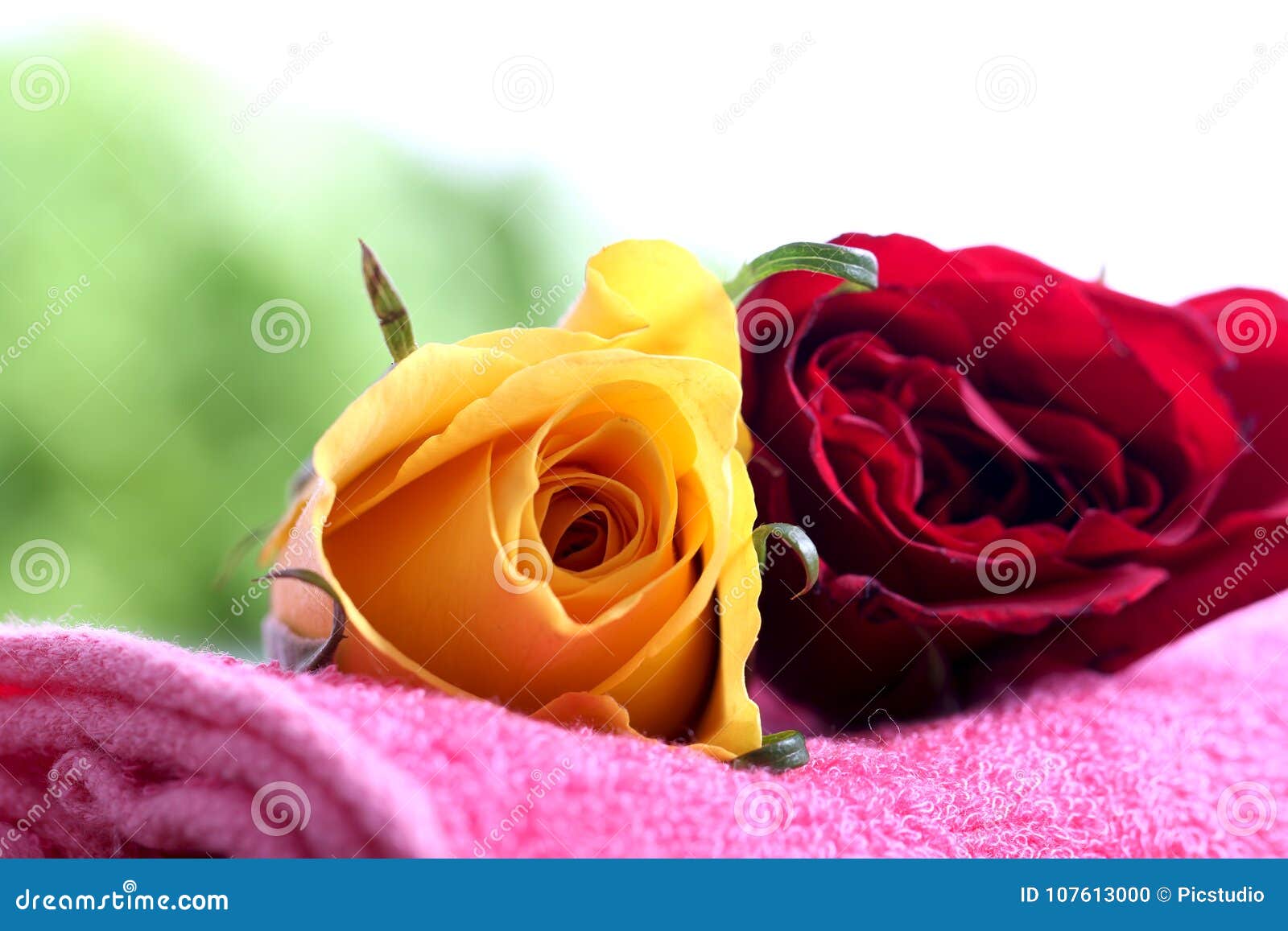 Red and yellow roses stock photo. Image of detailed - 107613000