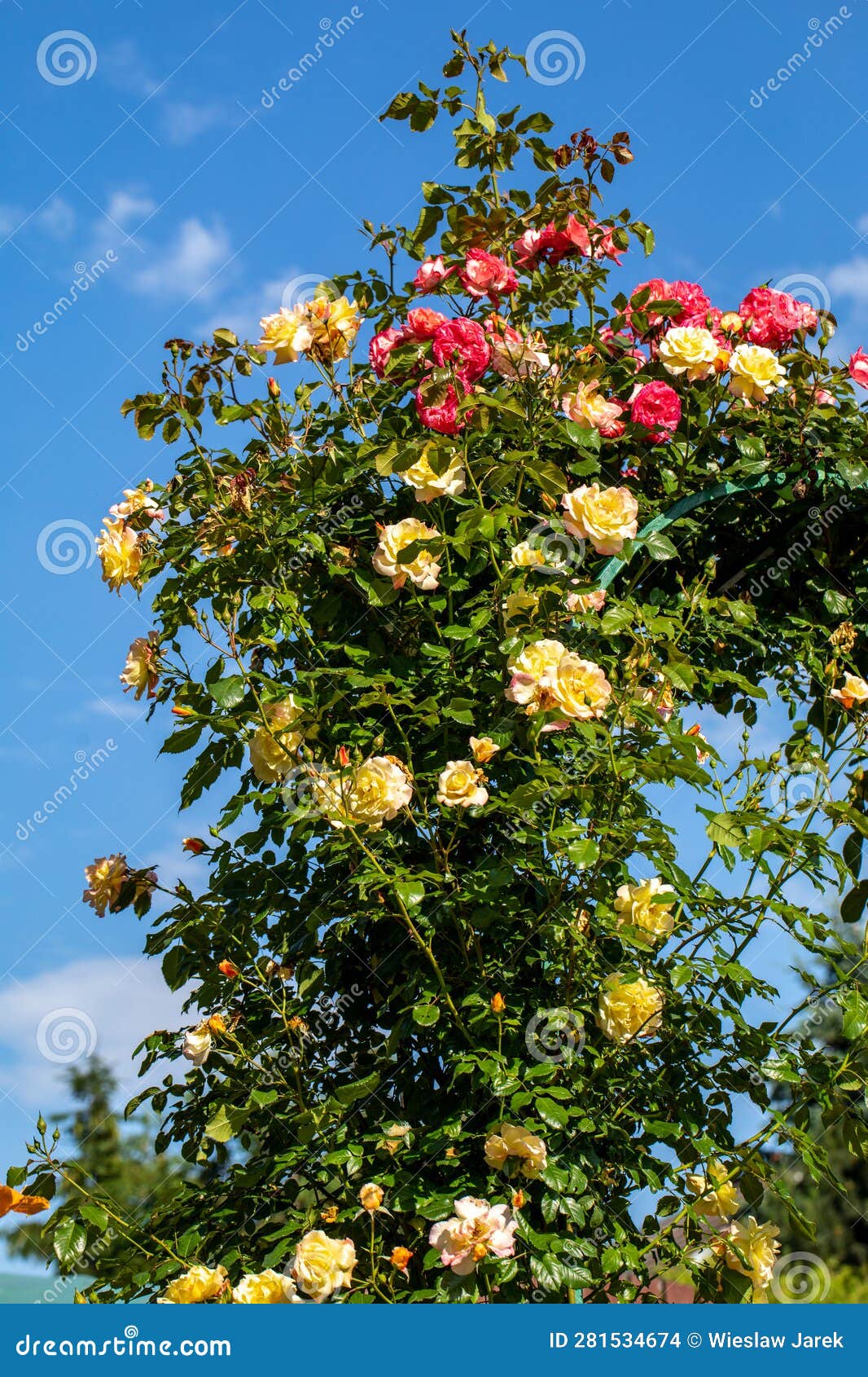 Red and Yellow Roses on the Branch in the Garden. Stock Photo - Image ...