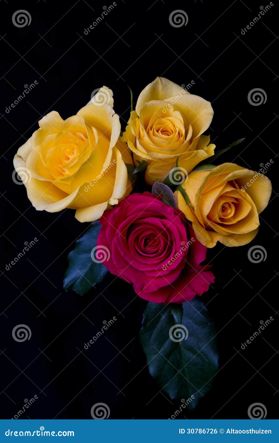 Red and yellow roses stock photo. Image of bloom, colorful - 30786726