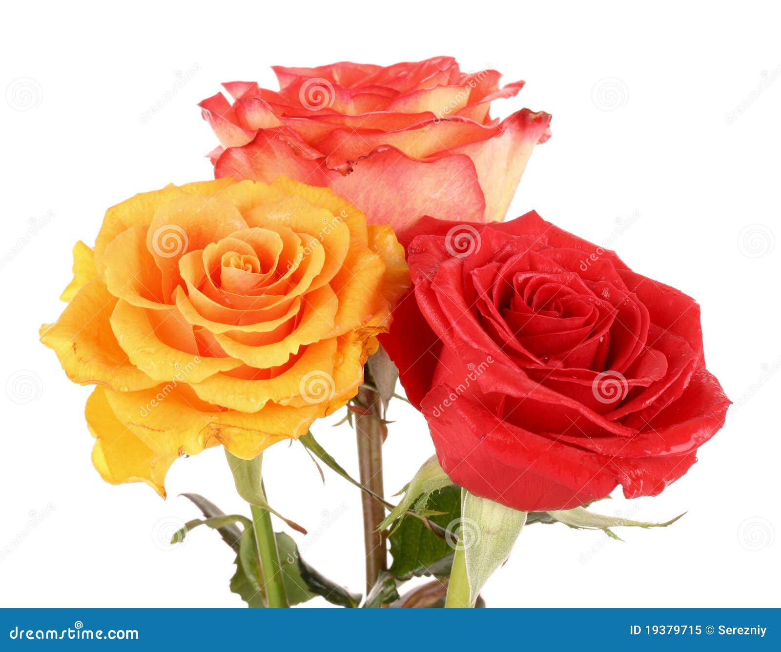 Red and Yellow Roses Isolated Stock Image - Image of decoration, leaf ...