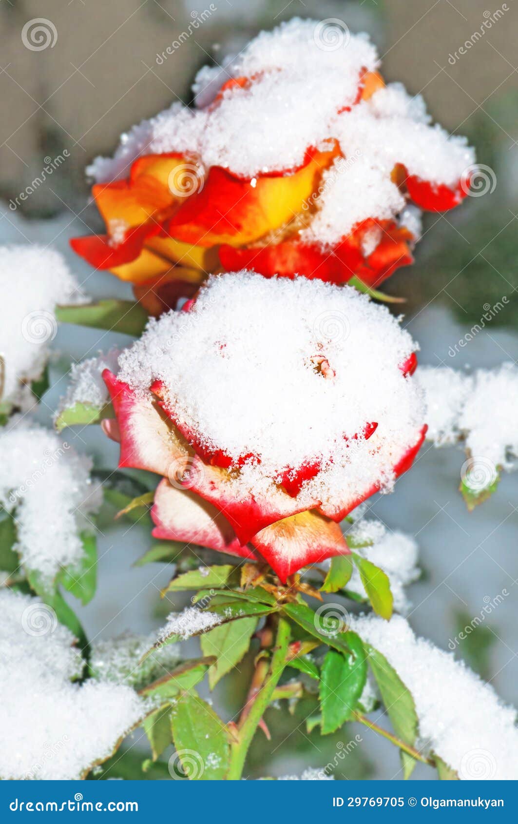 Roses in winter stock image. Image of bloom, drop, rose - 29769705