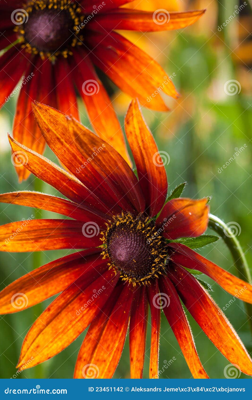 Yellow And Red Rudbeckia Hirta Coneflowers, Also Known As Black Eyed ...