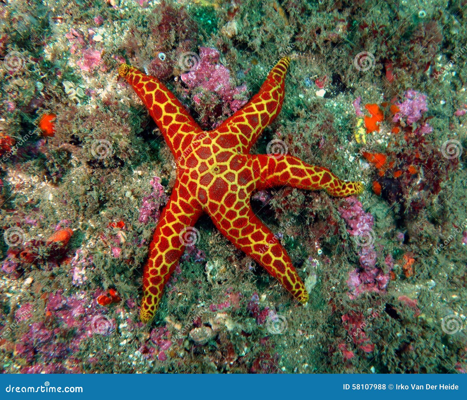 Red and yellow Seastar stock photo. Image of colourful - 58107988