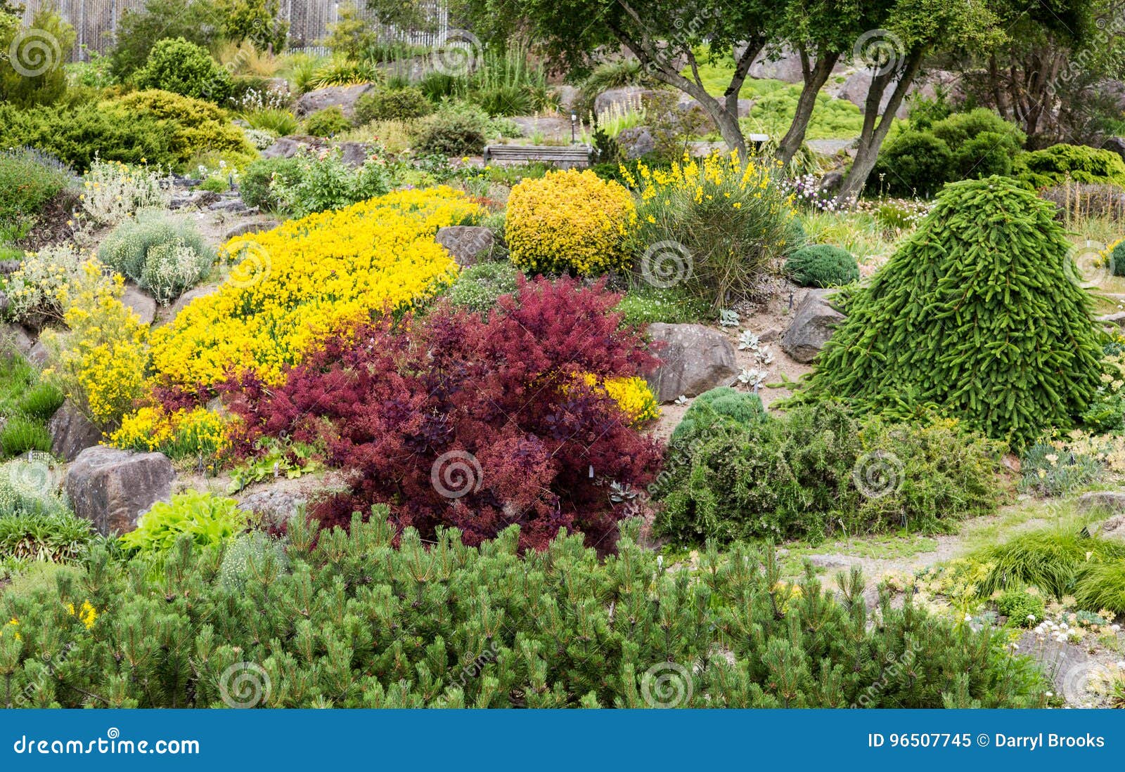 Red and Yellow Shrubs in Rock Garden Stock Image - Image of green ...