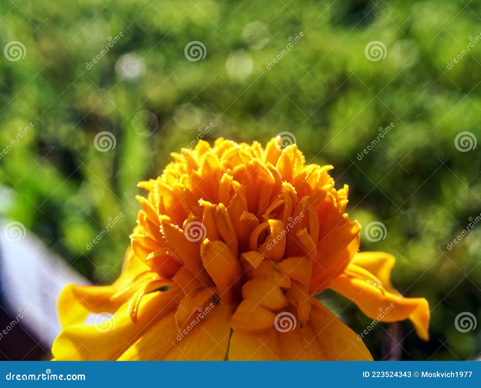 Red-yellow Small Flower in the Garden Stock Image - Image of flower ...