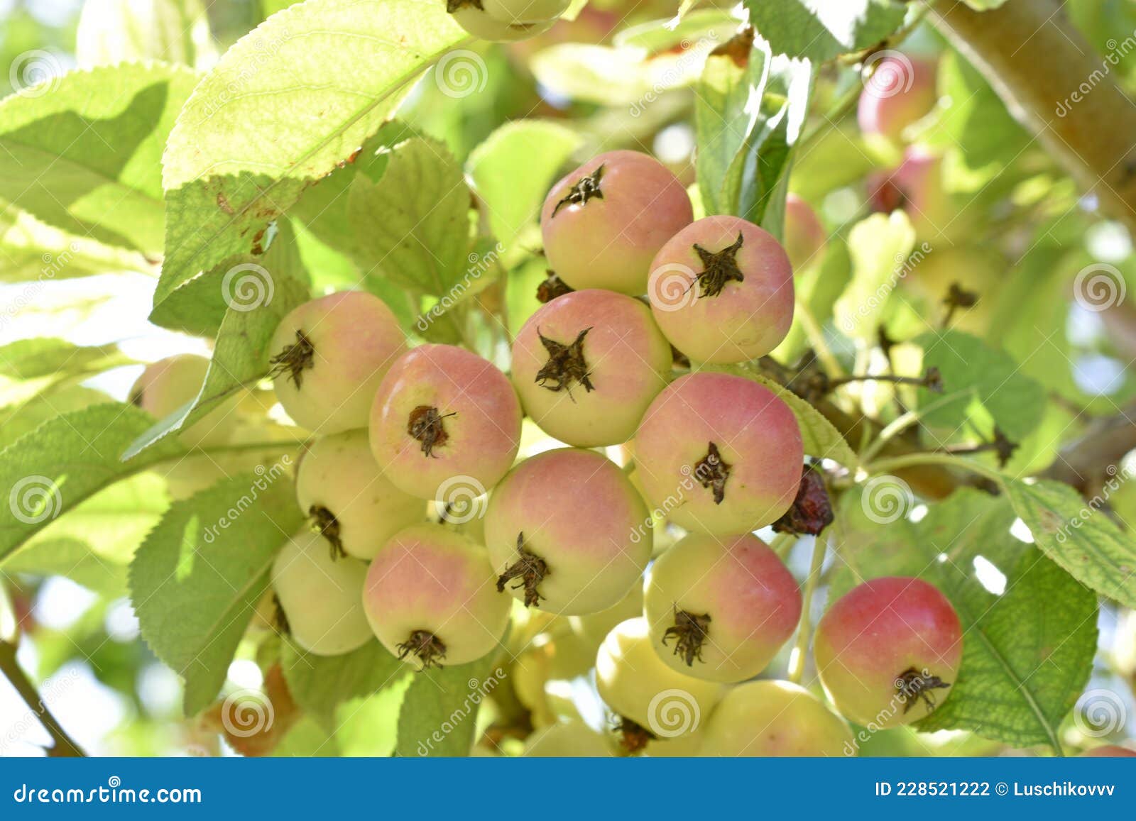 Red and Yellow Small Fruits of a Wild Apple Tree on a Branch Stock ...