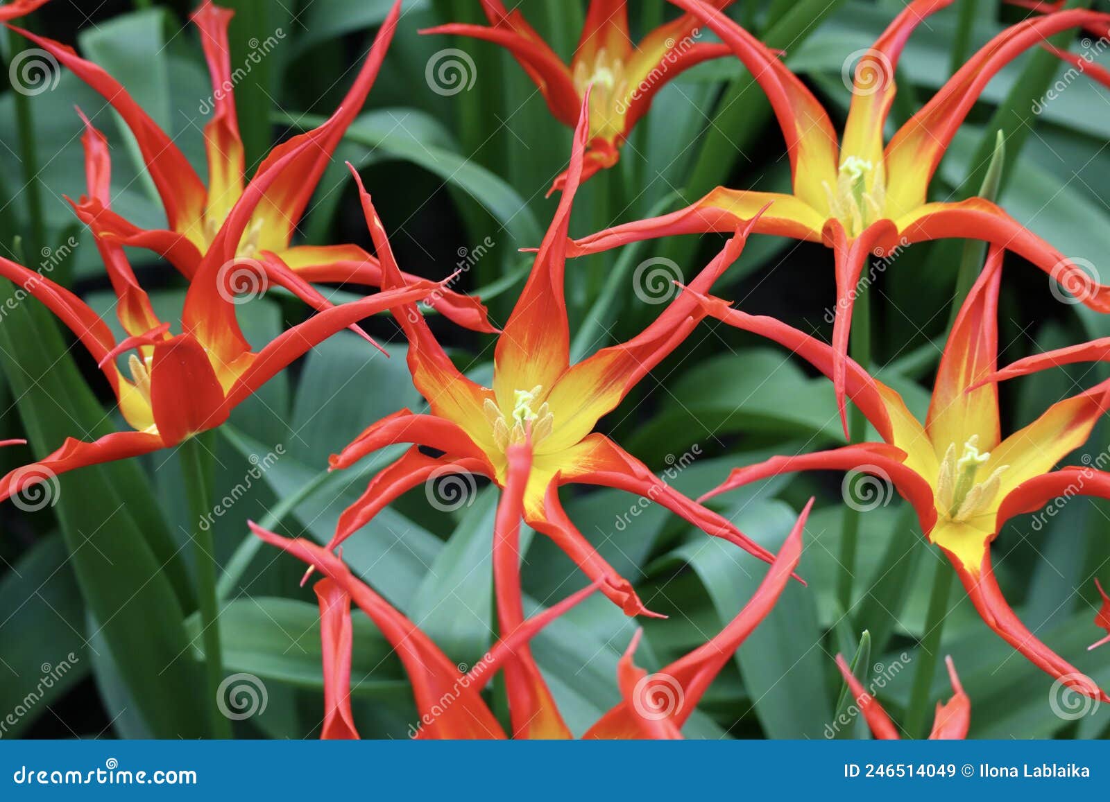 Orange star shaped tulips stock image. Image of bloom - 246514049