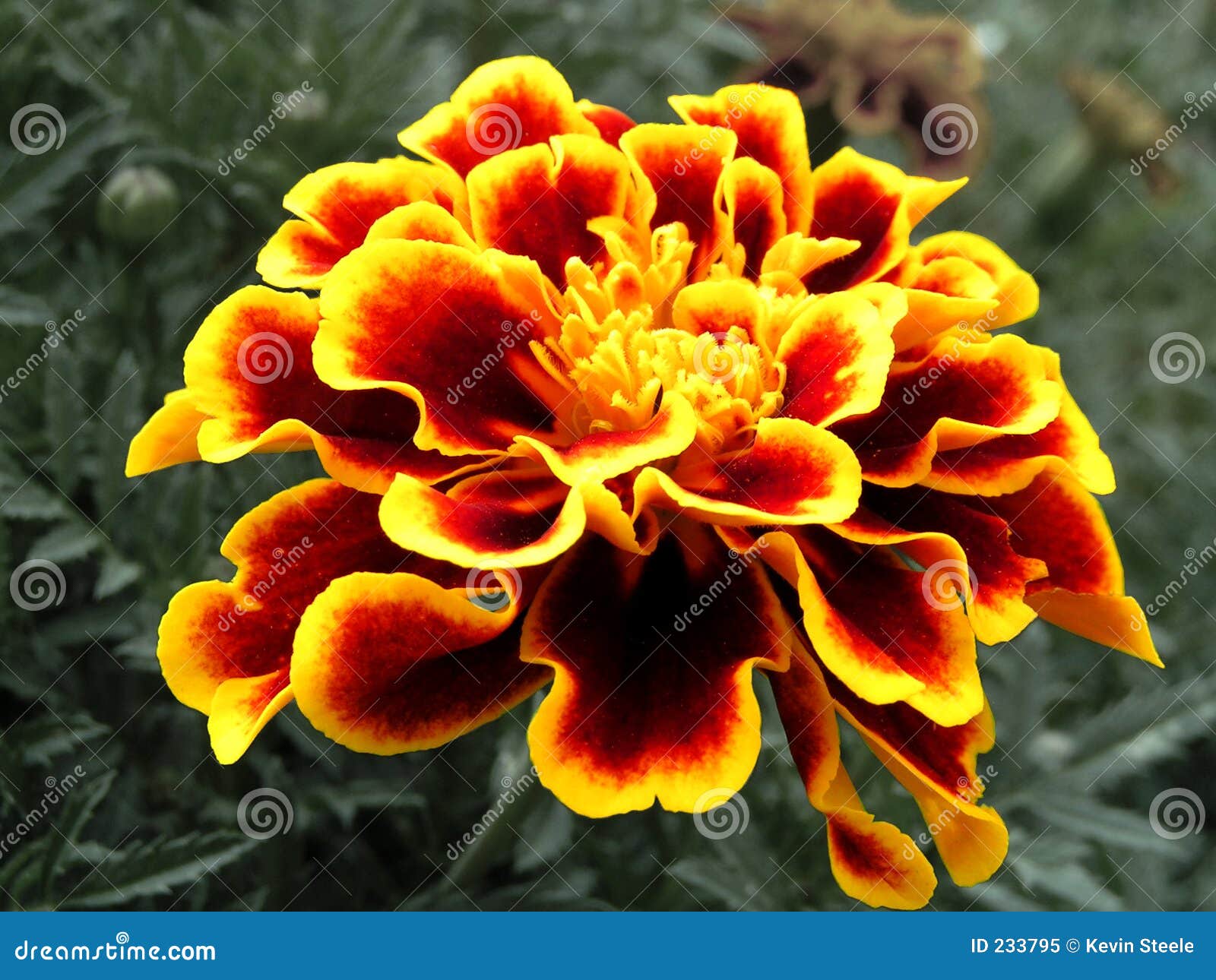 Red & Yellow Striated Marigold Stock Image - Image of flowers ...