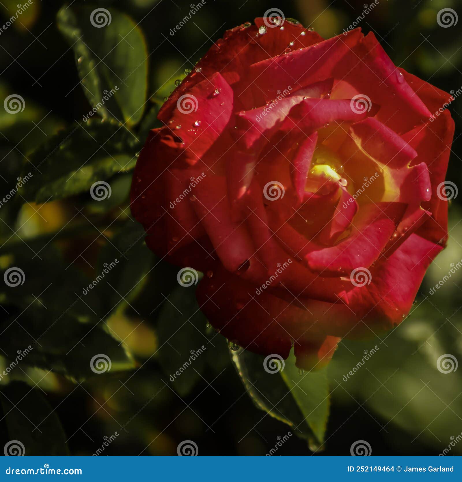 A Red and Yellow Tea Rose Bloom Stock Photo - Image of floral, rose ...