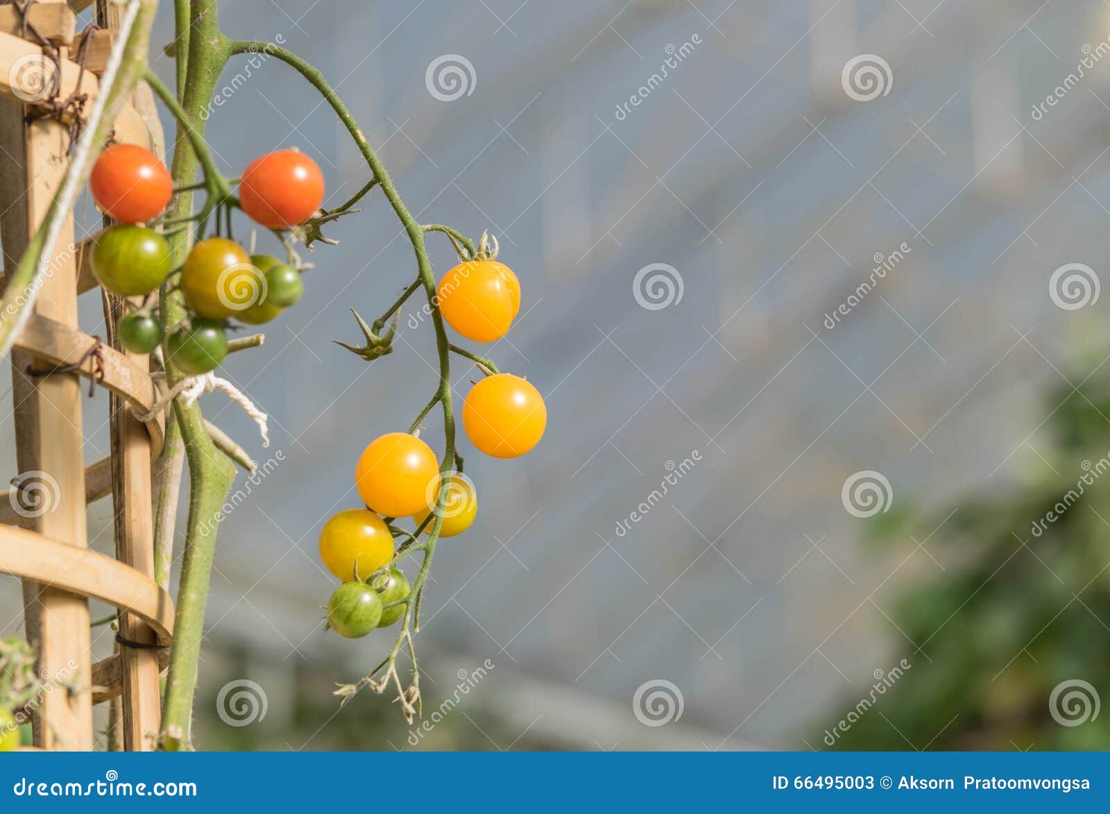 Red and yellow tomatoes stock image. Image of natural - 66495003