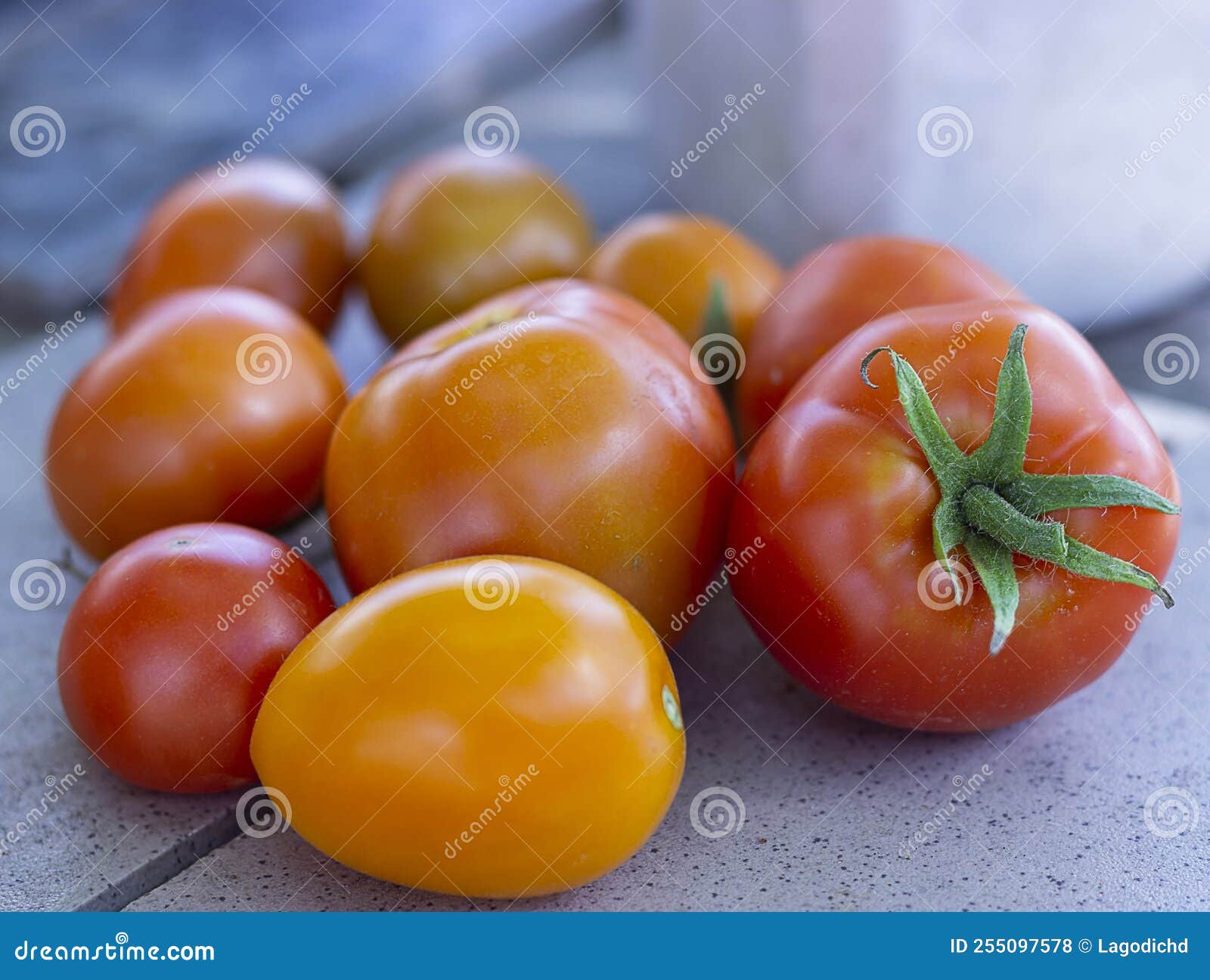 Red and Yellow Tomatoes on the Table in Summer when Harvesting Stock ...