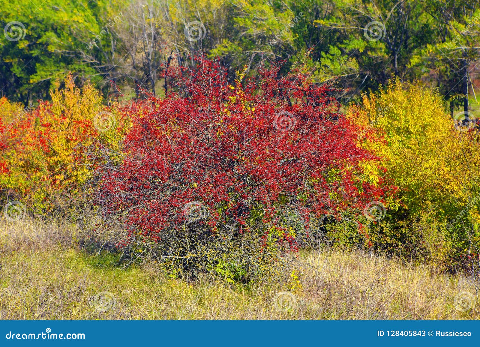 Red and yellow trees stock image. Image of leaf, hawthorn - 128405843