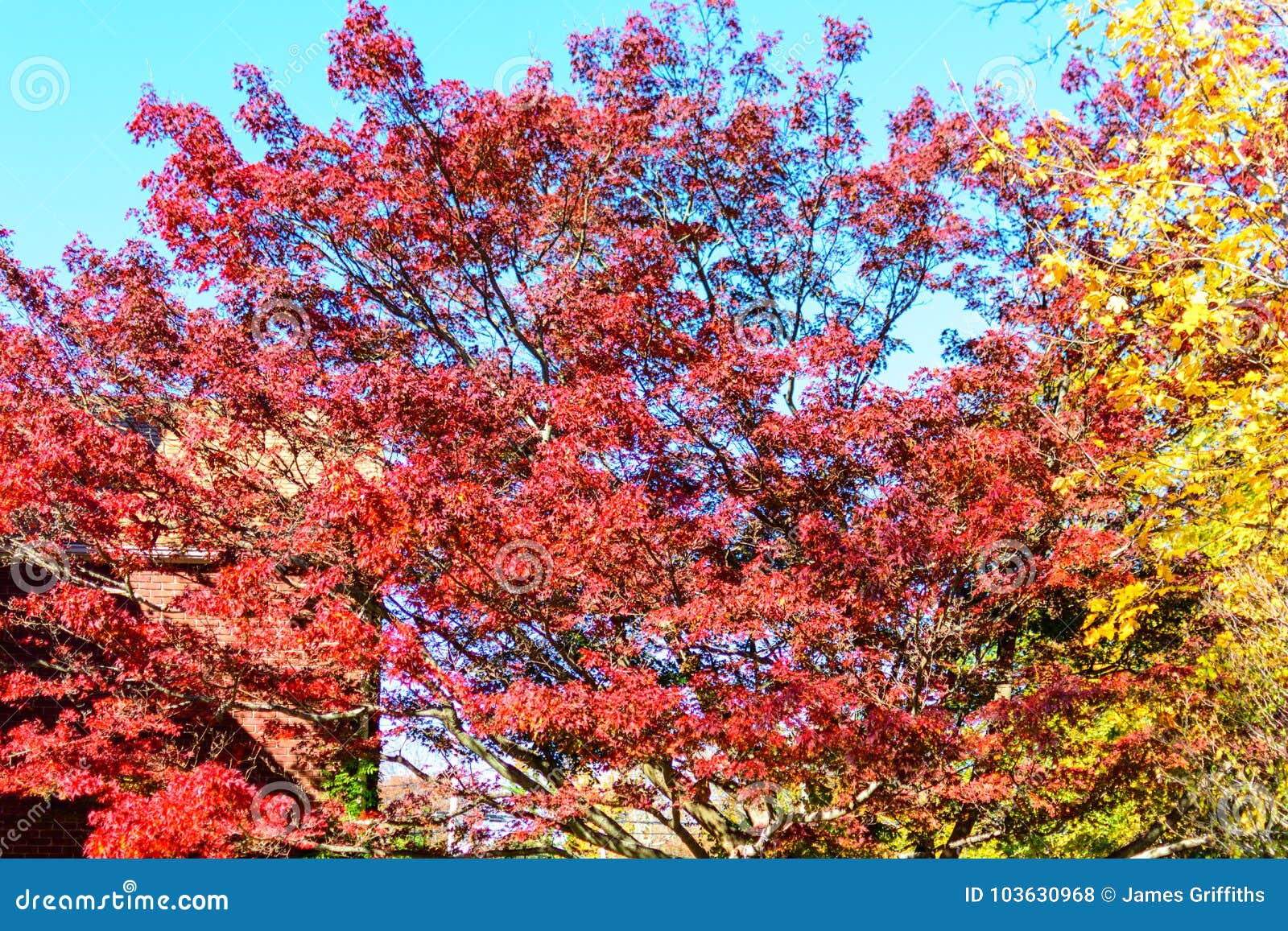 Red and Yellow Trees in Fall Stock Photo - Image of blue, fall: 103630968