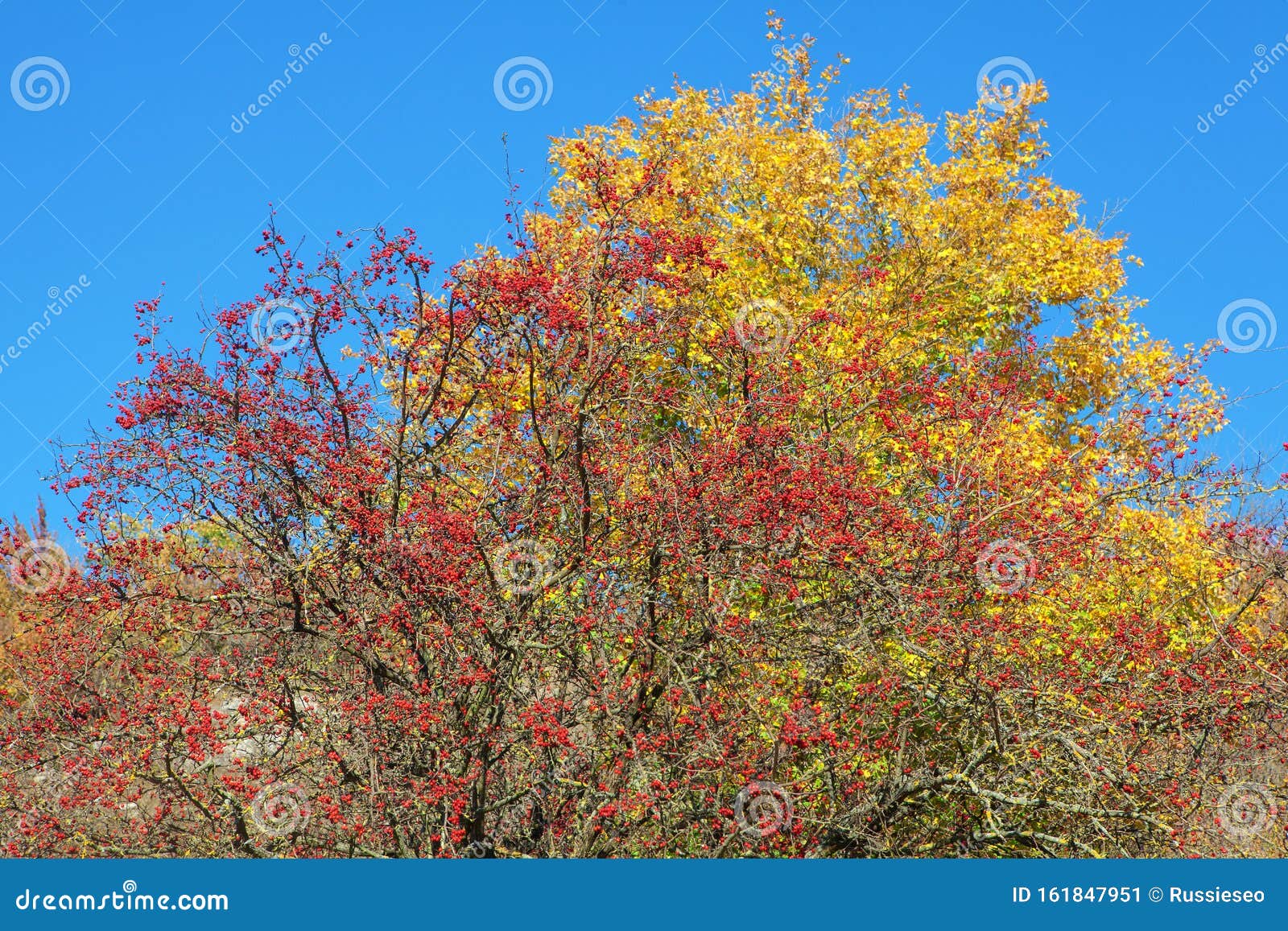Red and yellow trees stock image. Image of land, leaves - 161847951