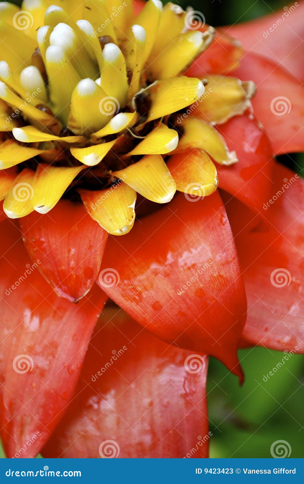 Red and Yellow Tropical Flowering Plant Stock Image - Image of macro ...