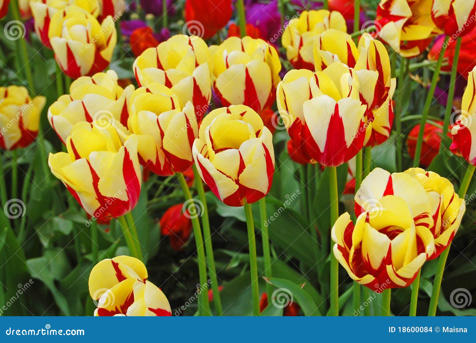 Red and yellow tulips stock photo. Image of seasonal - 18600084
