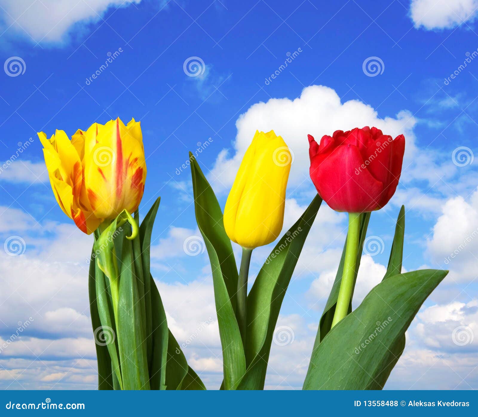 Red, Yellow Tulips, Blue Sky Stock Photo - Image of vibrant, bright ...