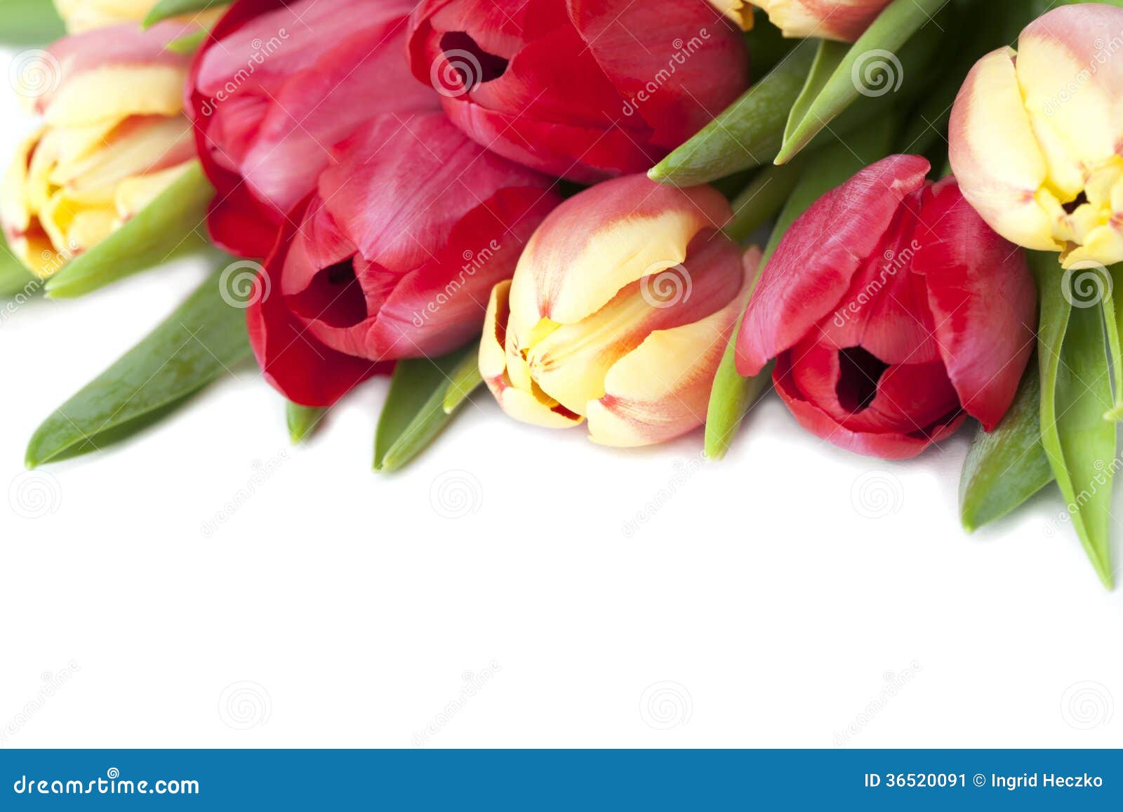 Red and Yellow Tulips Border Stock Image - Image of yellow, springtime ...