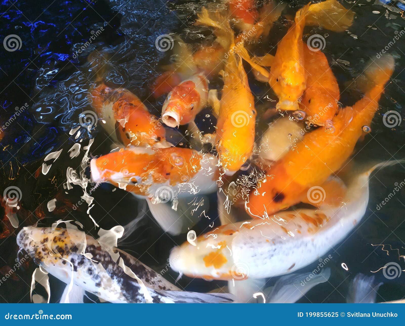 Red, Yellow, White Fish Splash in the Water. Stock Image - Image of ...