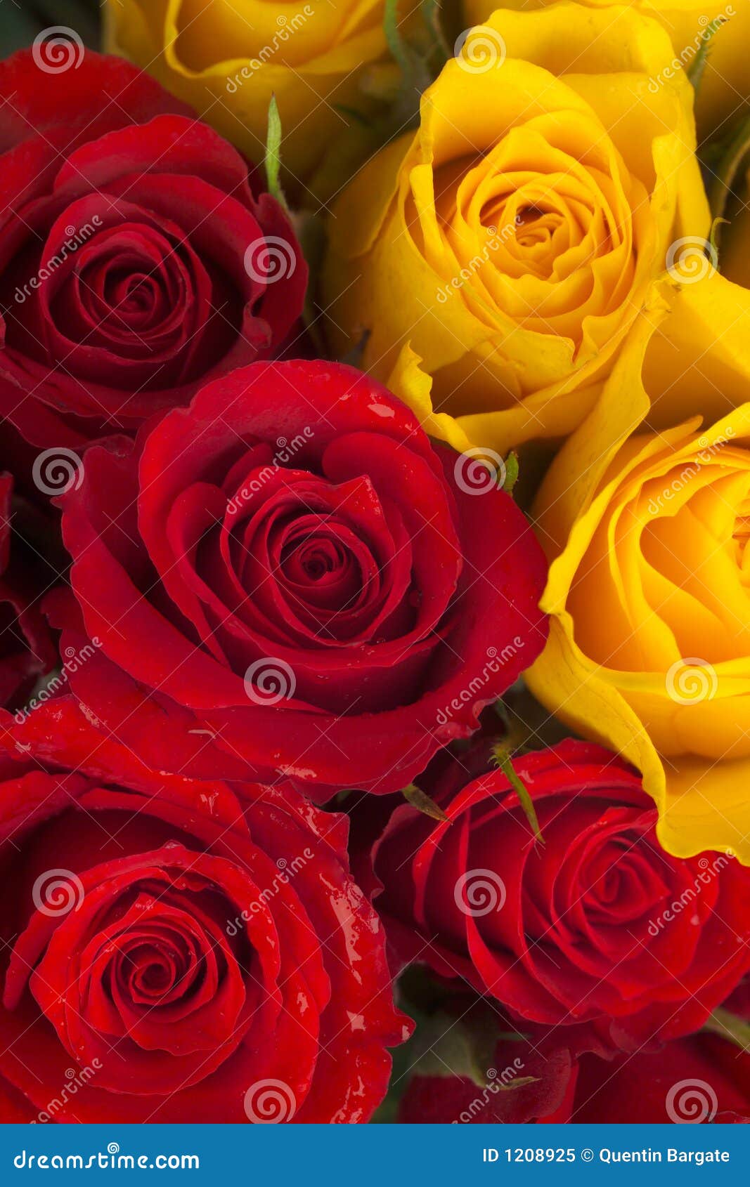 Red and yellows roses stock image. Image of yellow, gift - 1208925