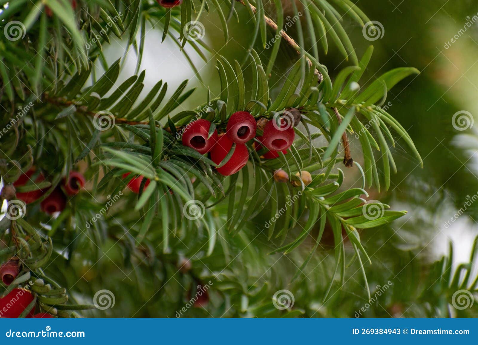 Red Yew Fruits on the Green Tree Stock Image - Image of rural ...