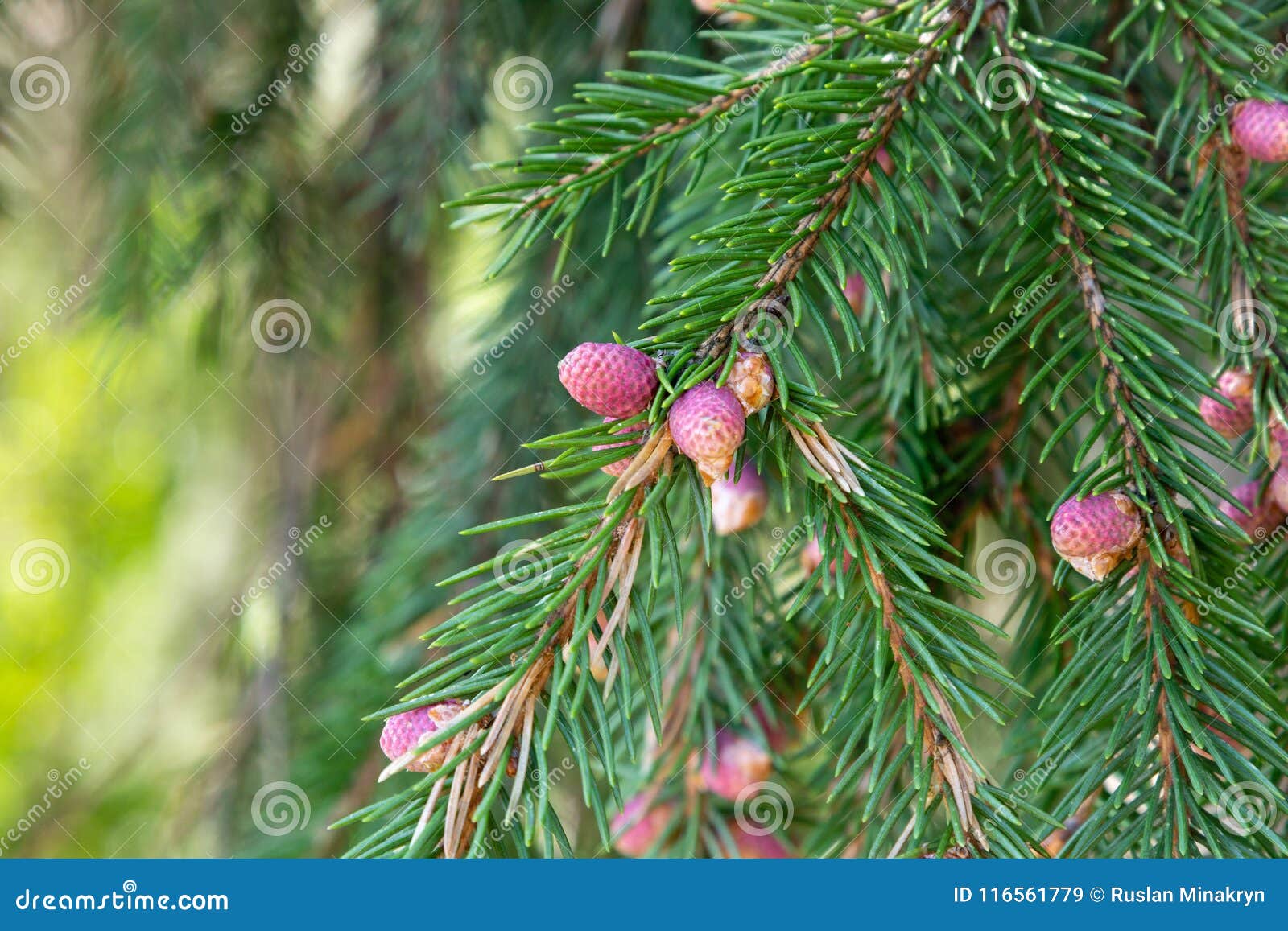 Red Young Cones on Branches of Spruce Stock Image - Image of cone ...