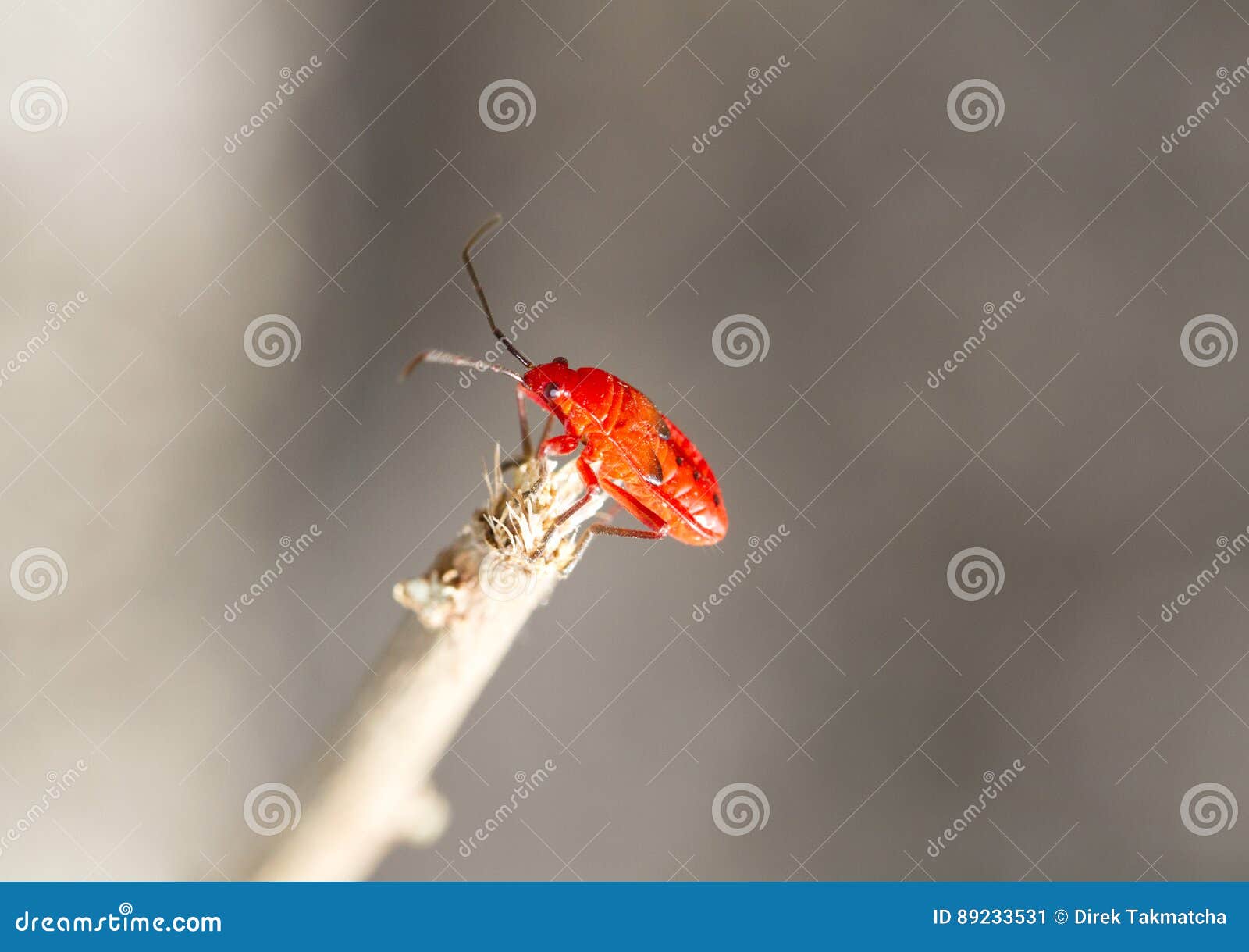 Red young firebug stock image. Image of white, tree, animal - 89233531