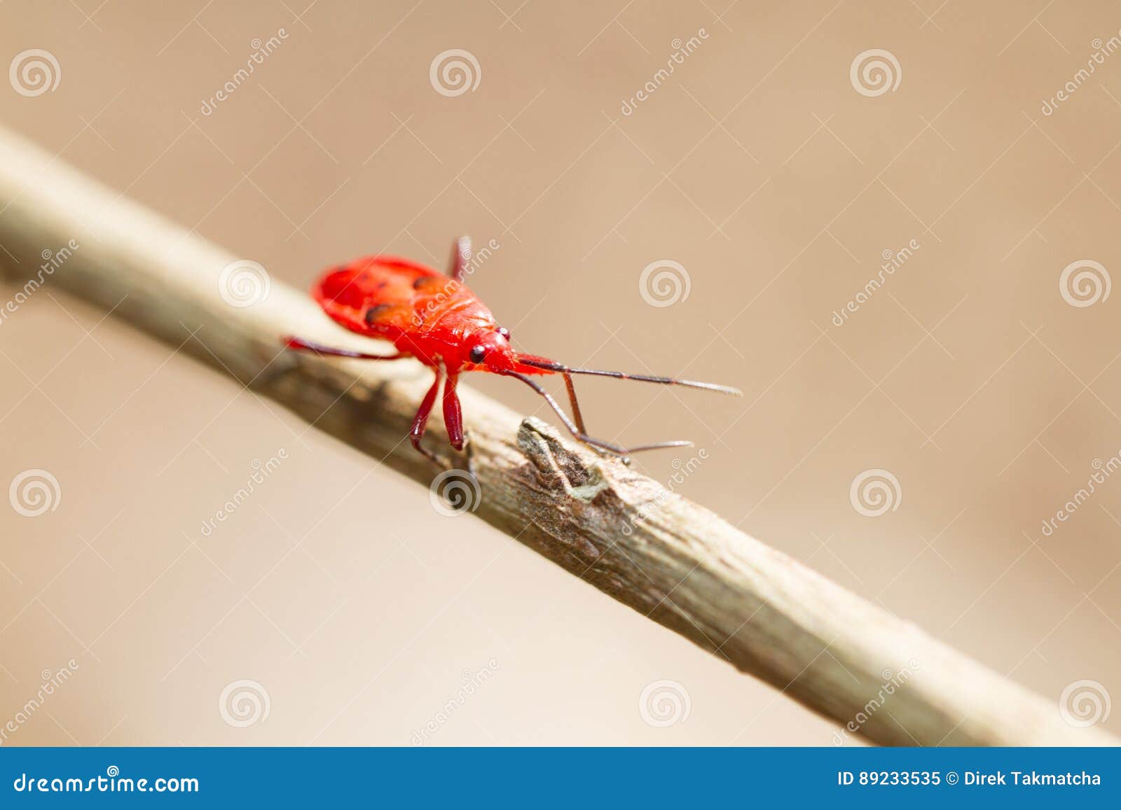 Red young firebug stock image. Image of april, wild, tree - 89233535