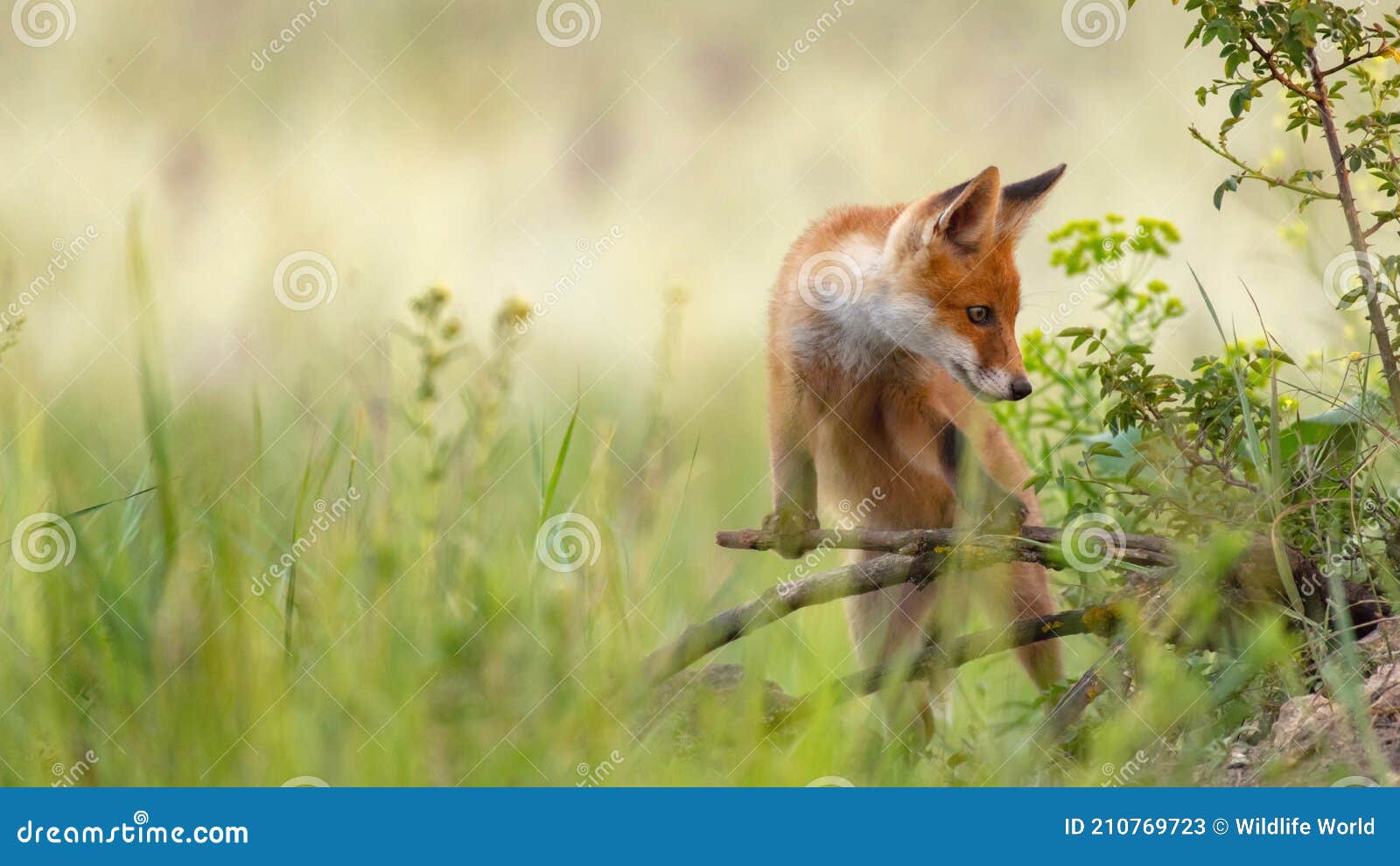 Red Young Fox Cub. Vulpes Vulpes Stock Image - Image of canine, animal ...