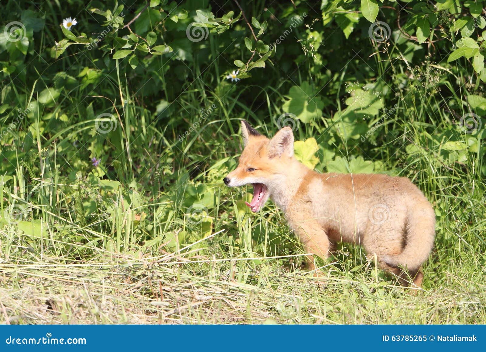 The Red Young Fox Yawning in a Grass on the Fringe of the Stock Image ...