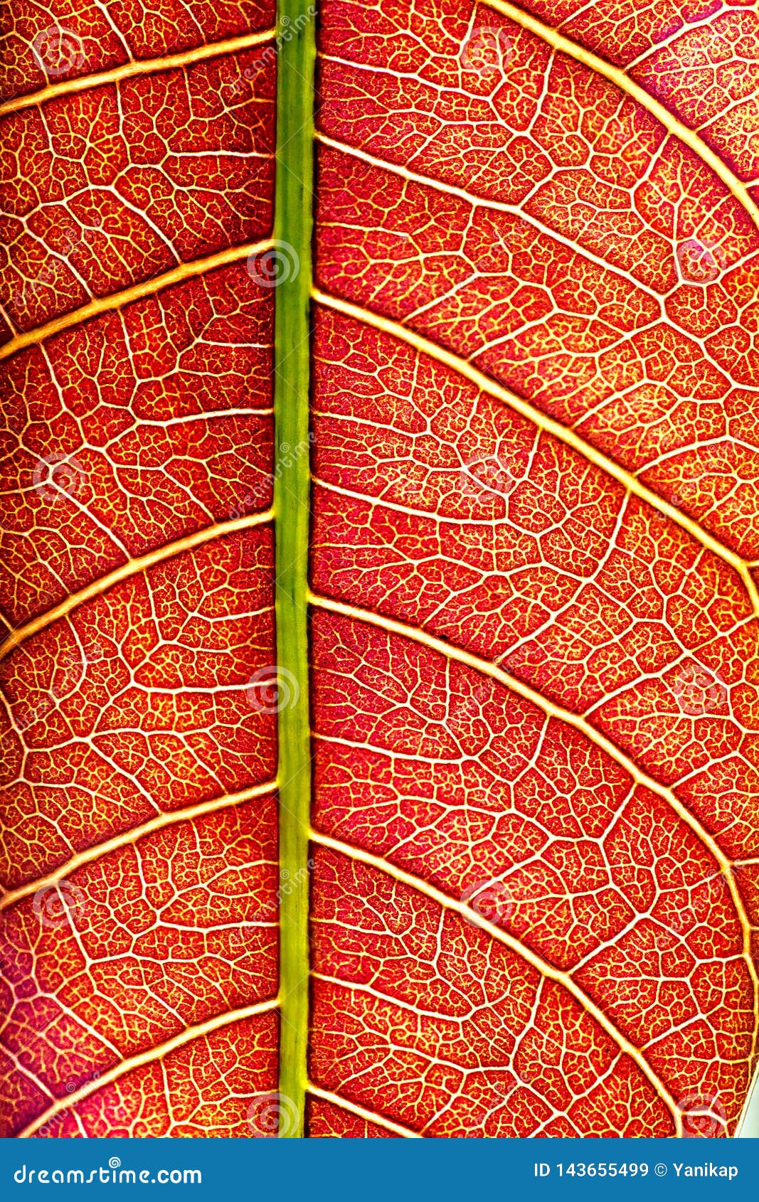 Red Young Leaves of Mango Closeup Stock Image - Image of autumn ...