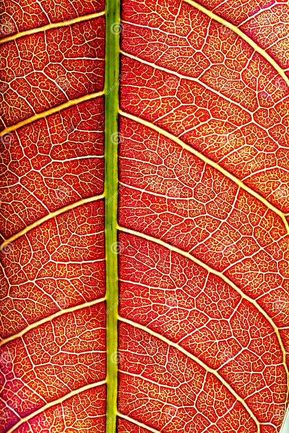 Red Young Leaves of Mango Closeup Stock Image - Image of autumn ...