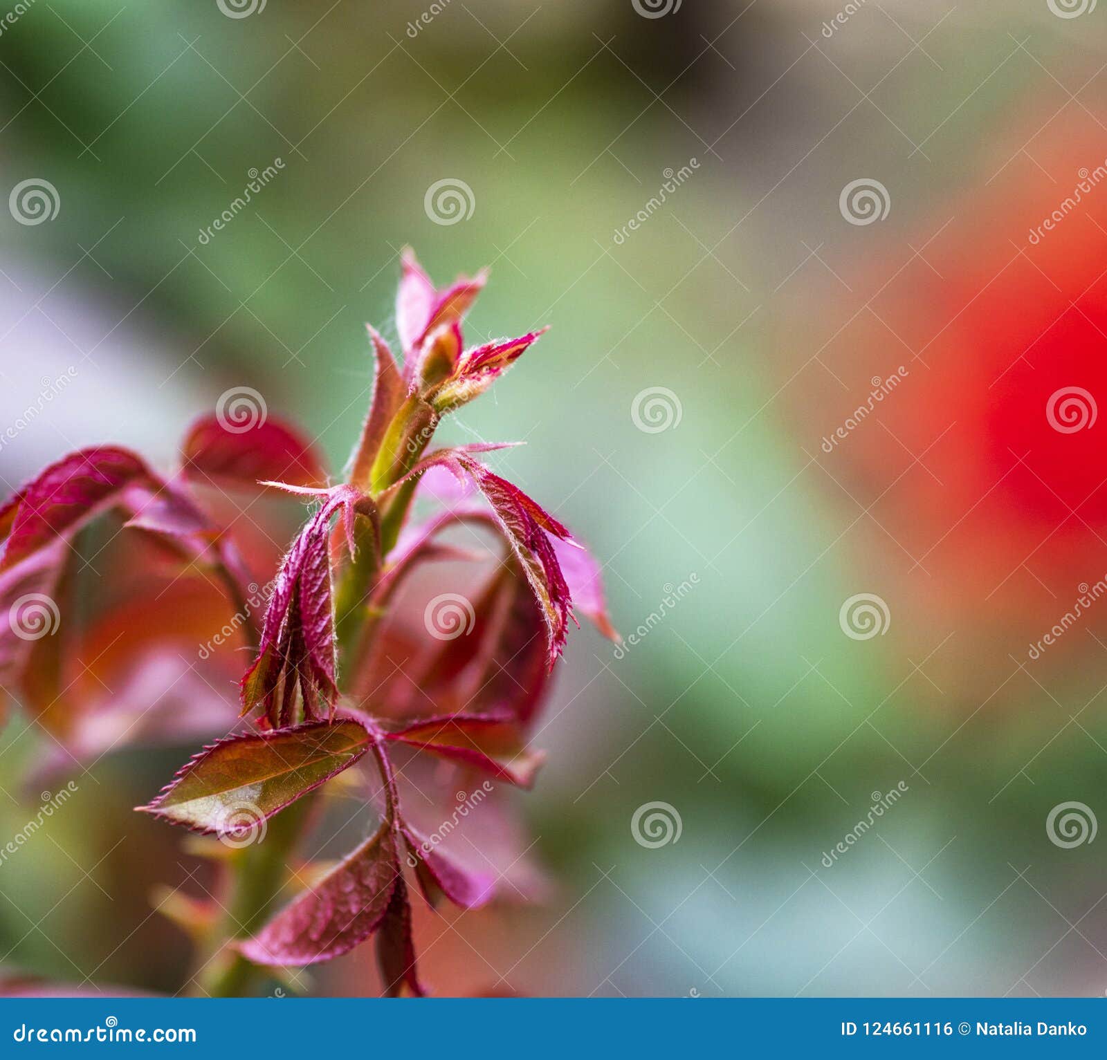 Red Young Rose Bush Shoot, Selective Focus Stock Photo - Image of macro ...