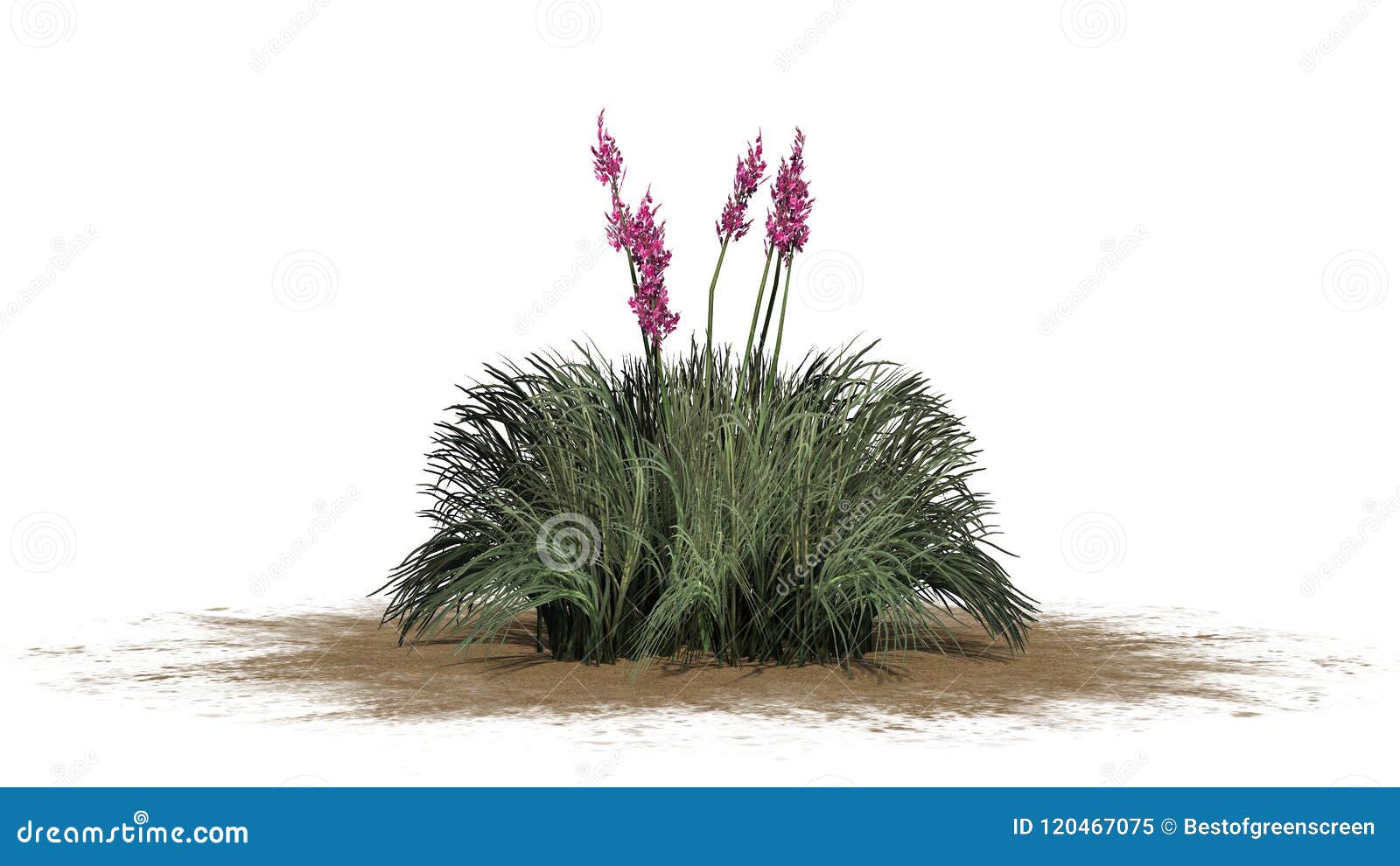 Red Yucca Plant on Sand Erea - Isolated on White Background Stock ...