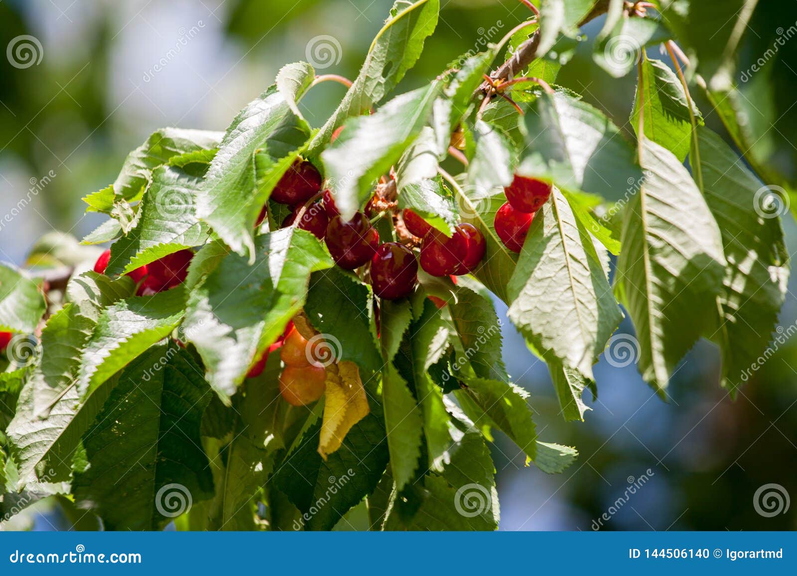 Red Yummy Cherry on the Tree Stock Photo - Image of green, healthy ...