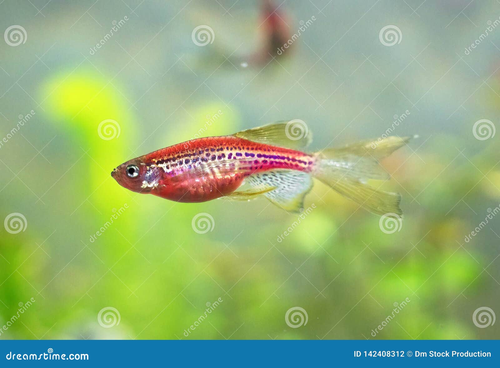 Danio rerio stock photo. Image of tail, water, color - 142408312