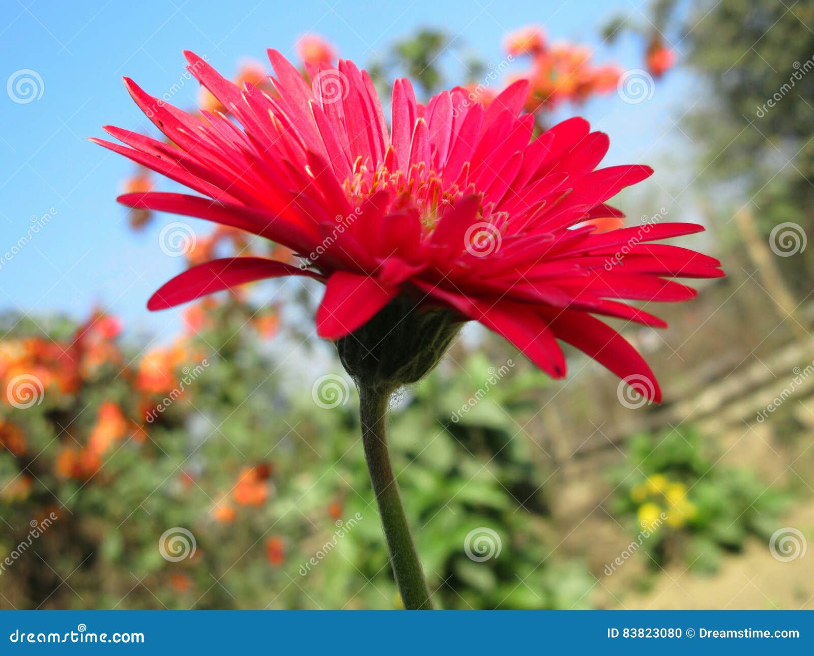 Red zenia flower stock photo. Image of zenia, happiness - 83823080