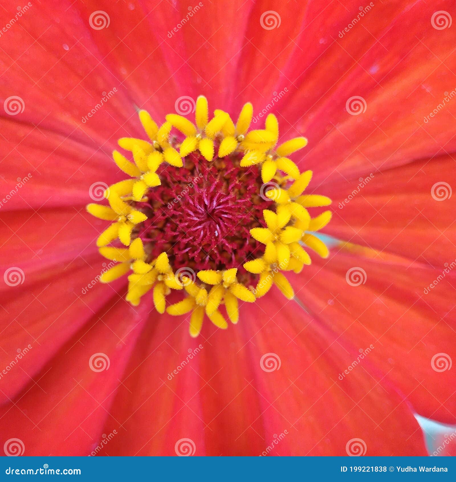 Red zenia flower pistil stock photo. Image of purple - 199221838